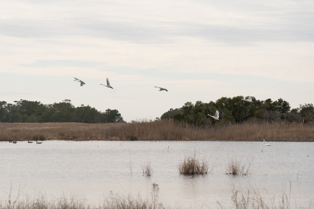 Virginia Beach Winter Wildlife Festival – Siebert Realty Blog ...